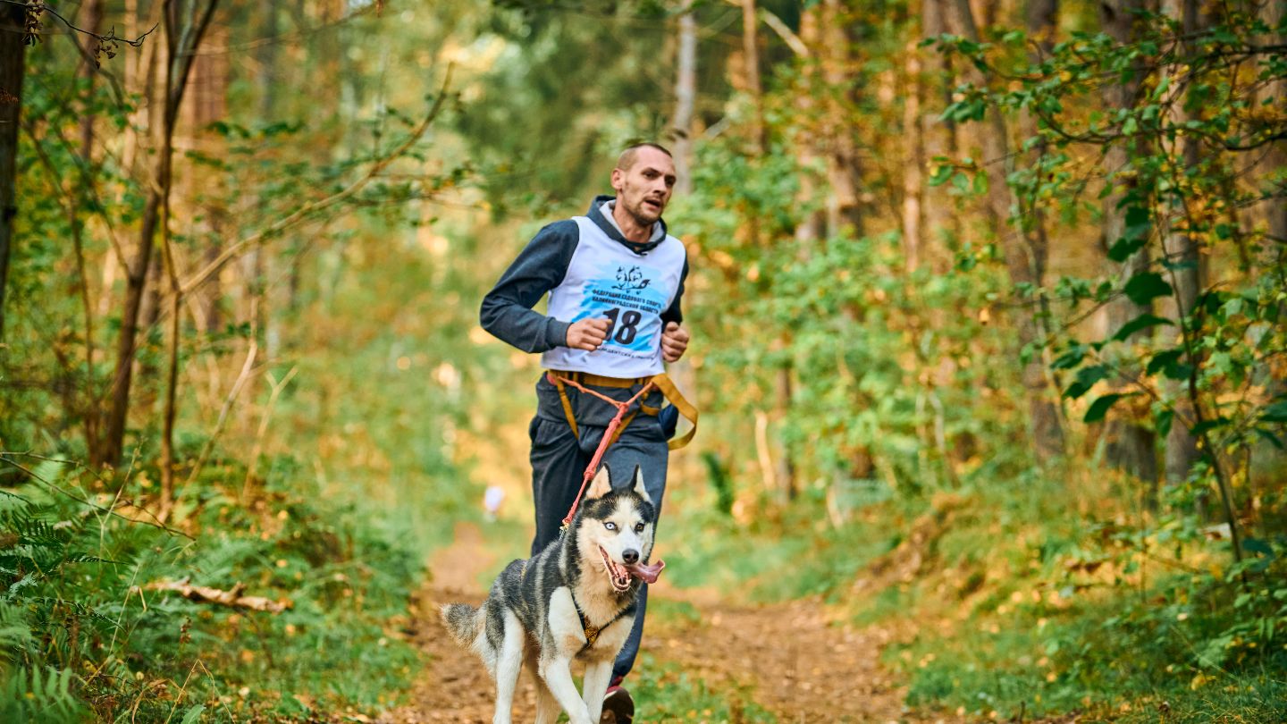 Canicross: hardlopen met een aangelijnde hond
